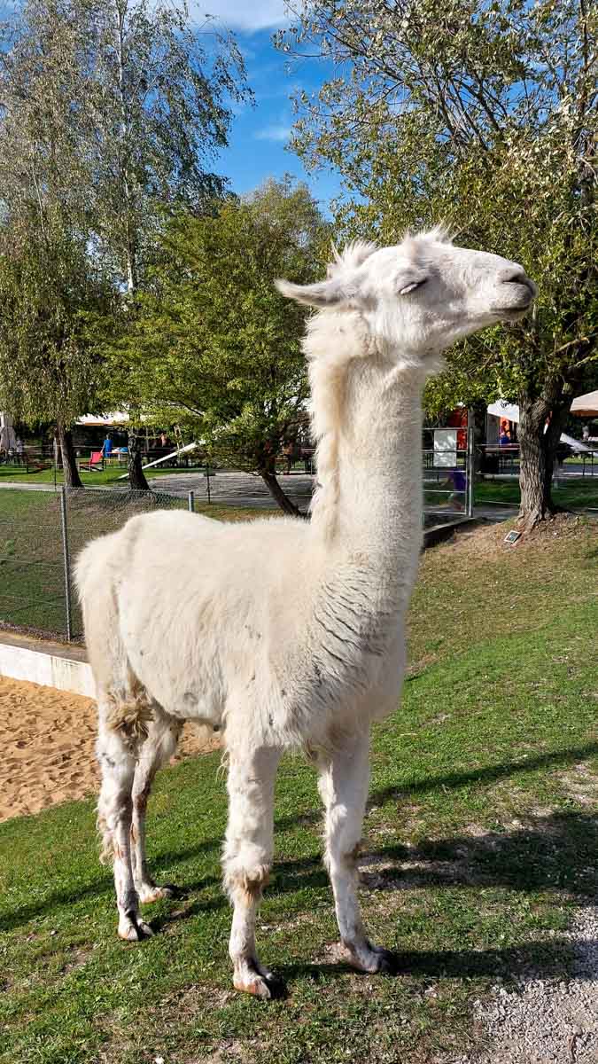 A beach flirt with alpacas near Munich - Isito explores